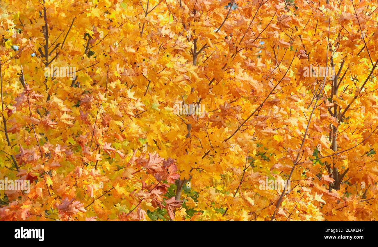 October leaves hi-res stock photography and images - Alamy