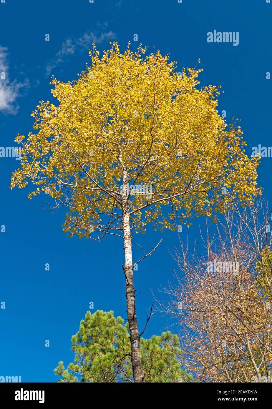 Yellow birch hi-res stock photography and images - Alamy