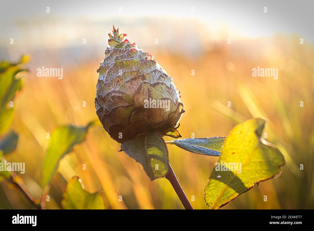 A willow gall with a sunset background Stock Photo - Alamy