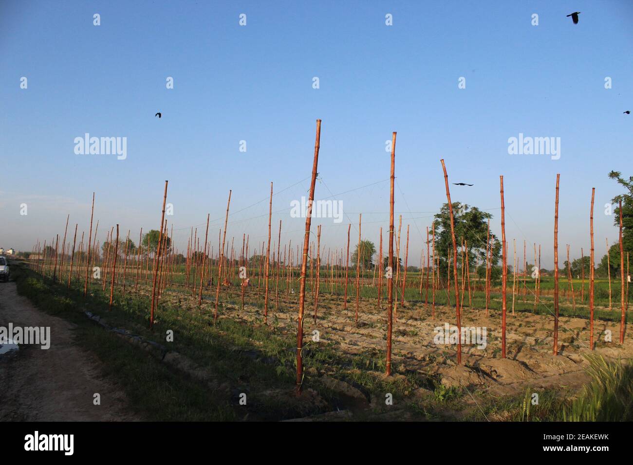 Rural field and trellis rows Stock Photo - Alamy