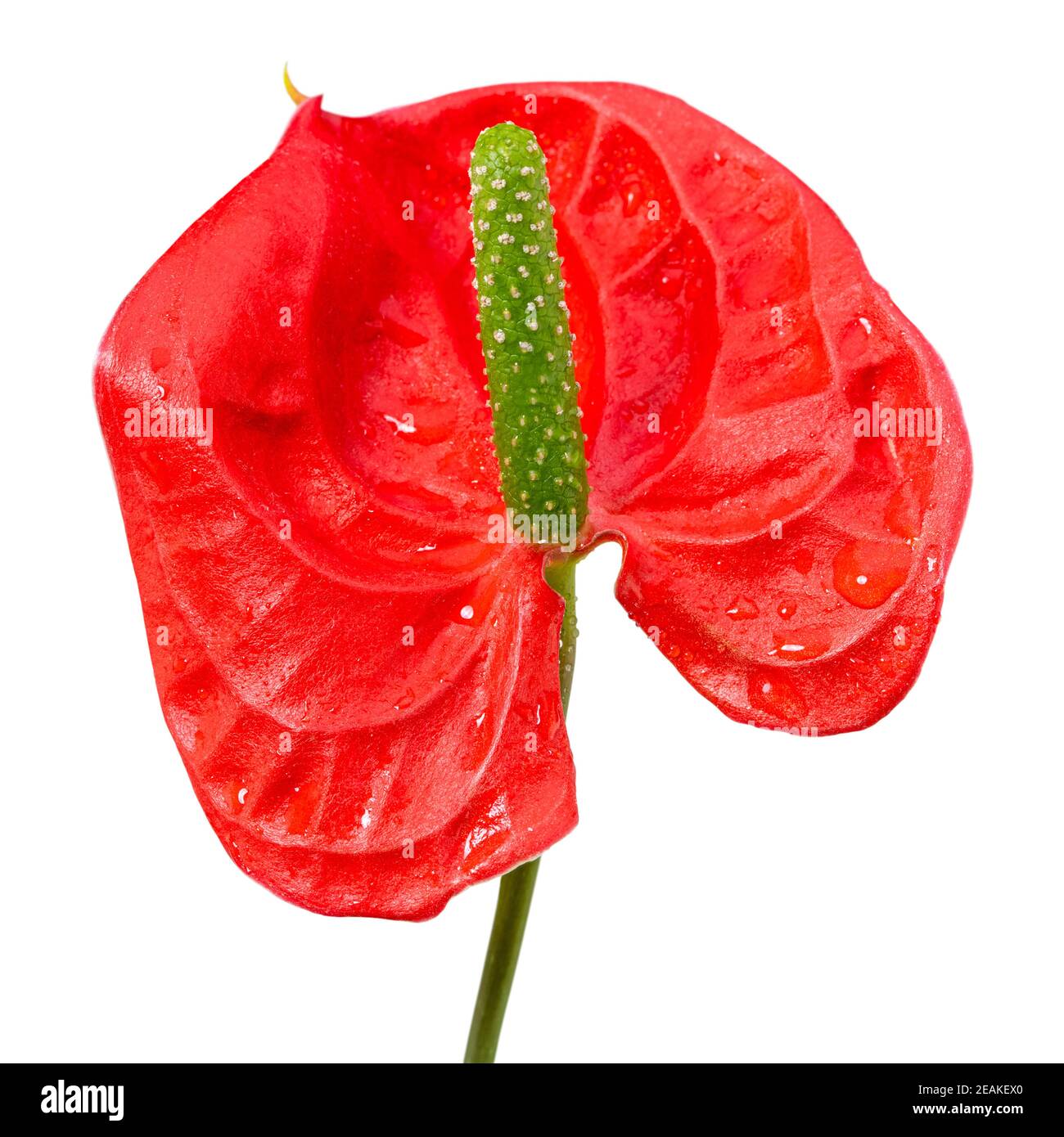 Red calla flower isolated on white backgroundю Stock Photo - Alamy