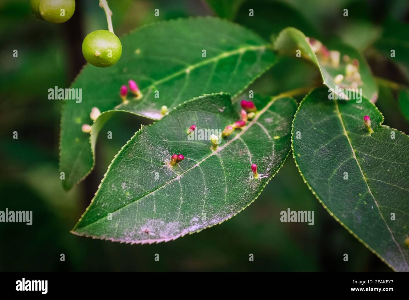 Cherry leaves covered in small gall growths Stock Photo - Alamy