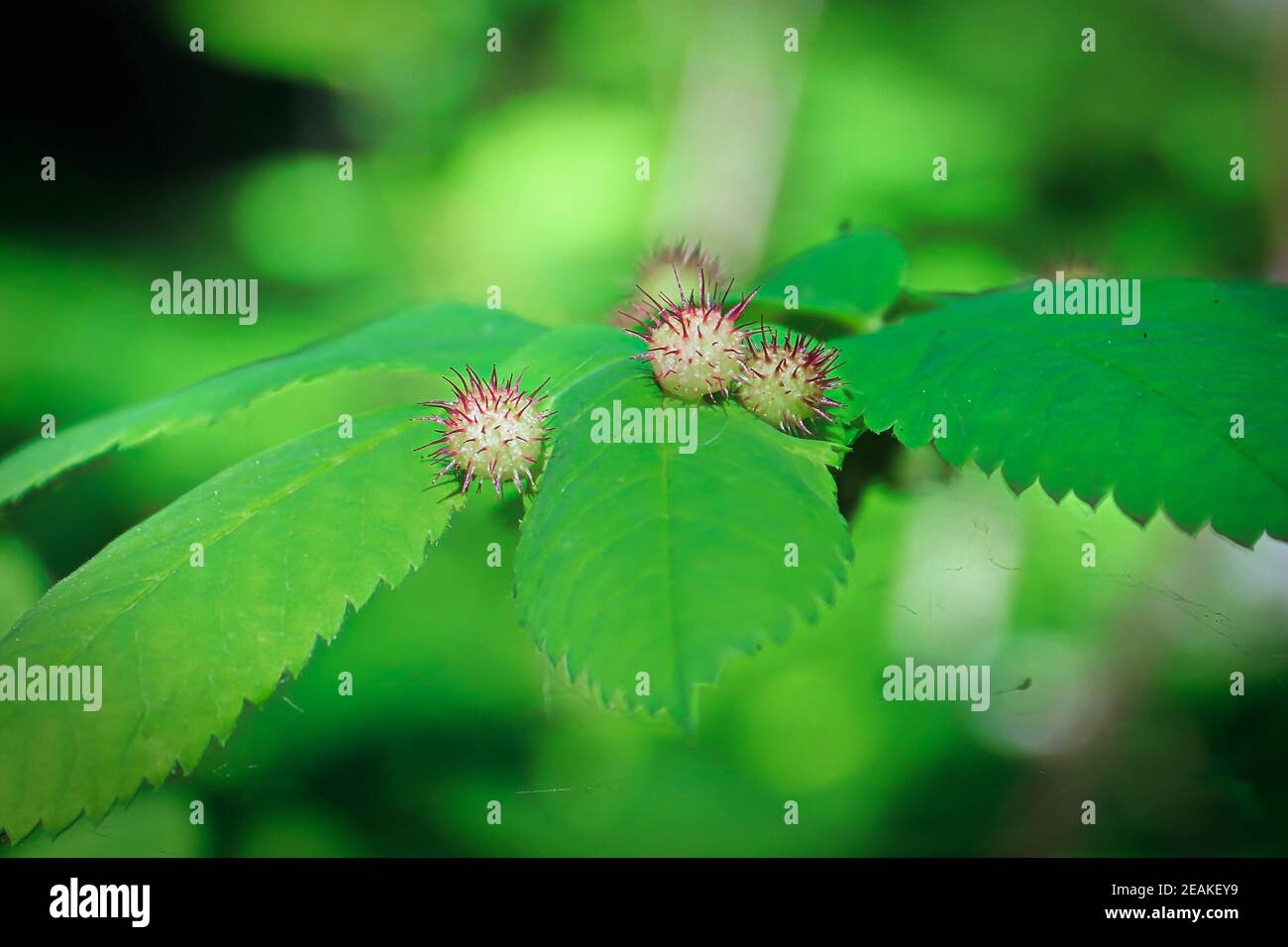 Spiky growths hi-res stock photography and images - Alamy