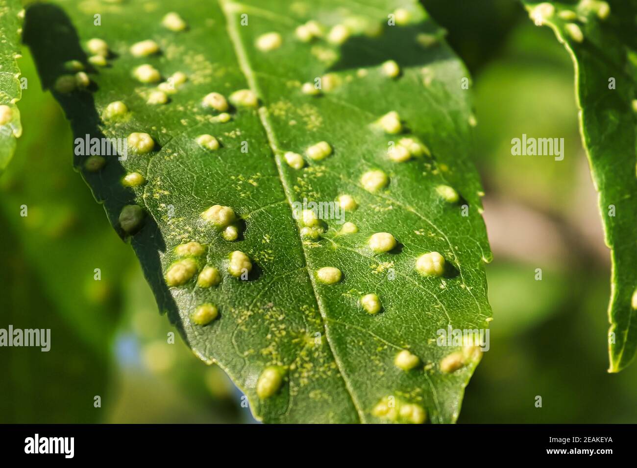 Tree galls hi-res stock photography and images - Alamy