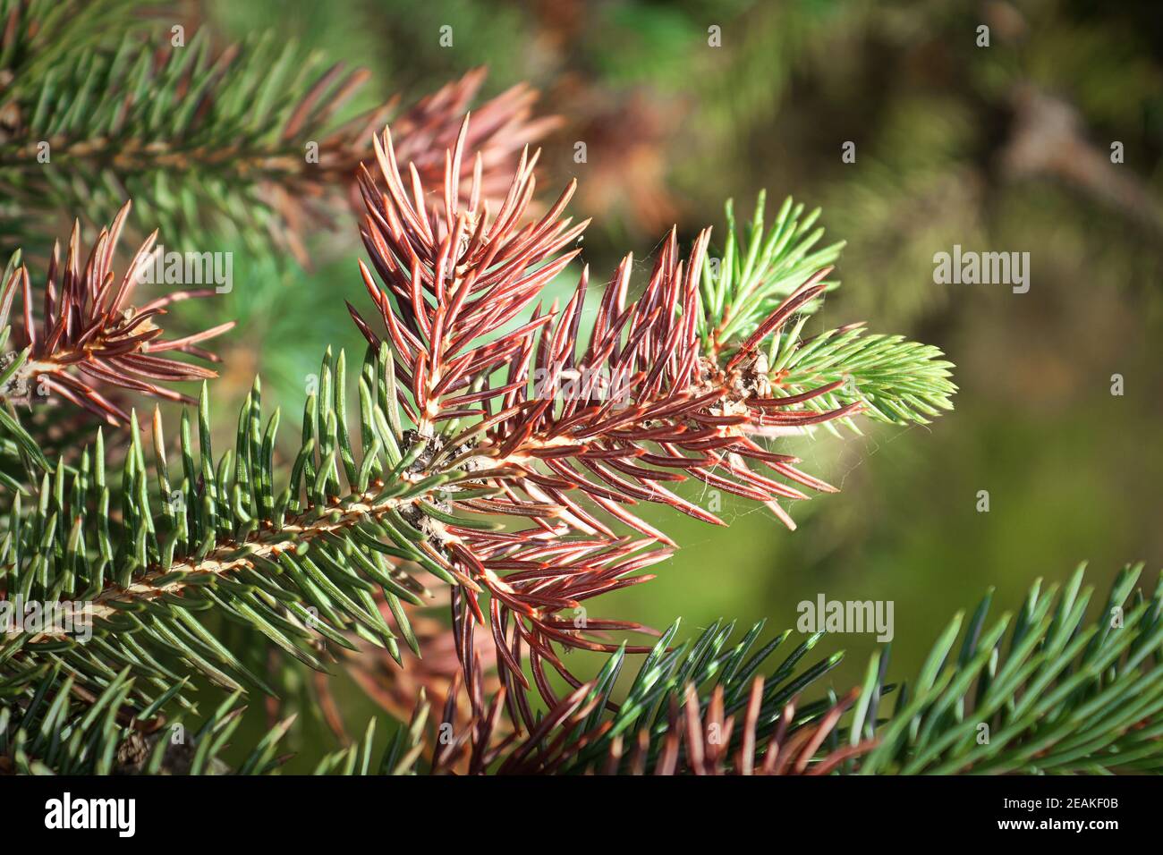 Winter injury on the tips of a spruce tree Stock Photo - Alamy