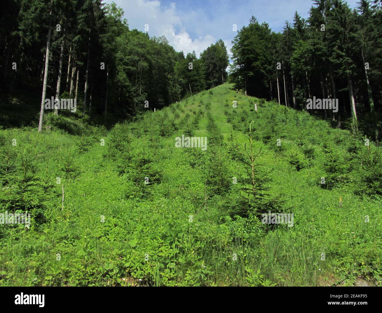 Road reforestation hi-res stock photography and images - Alamy