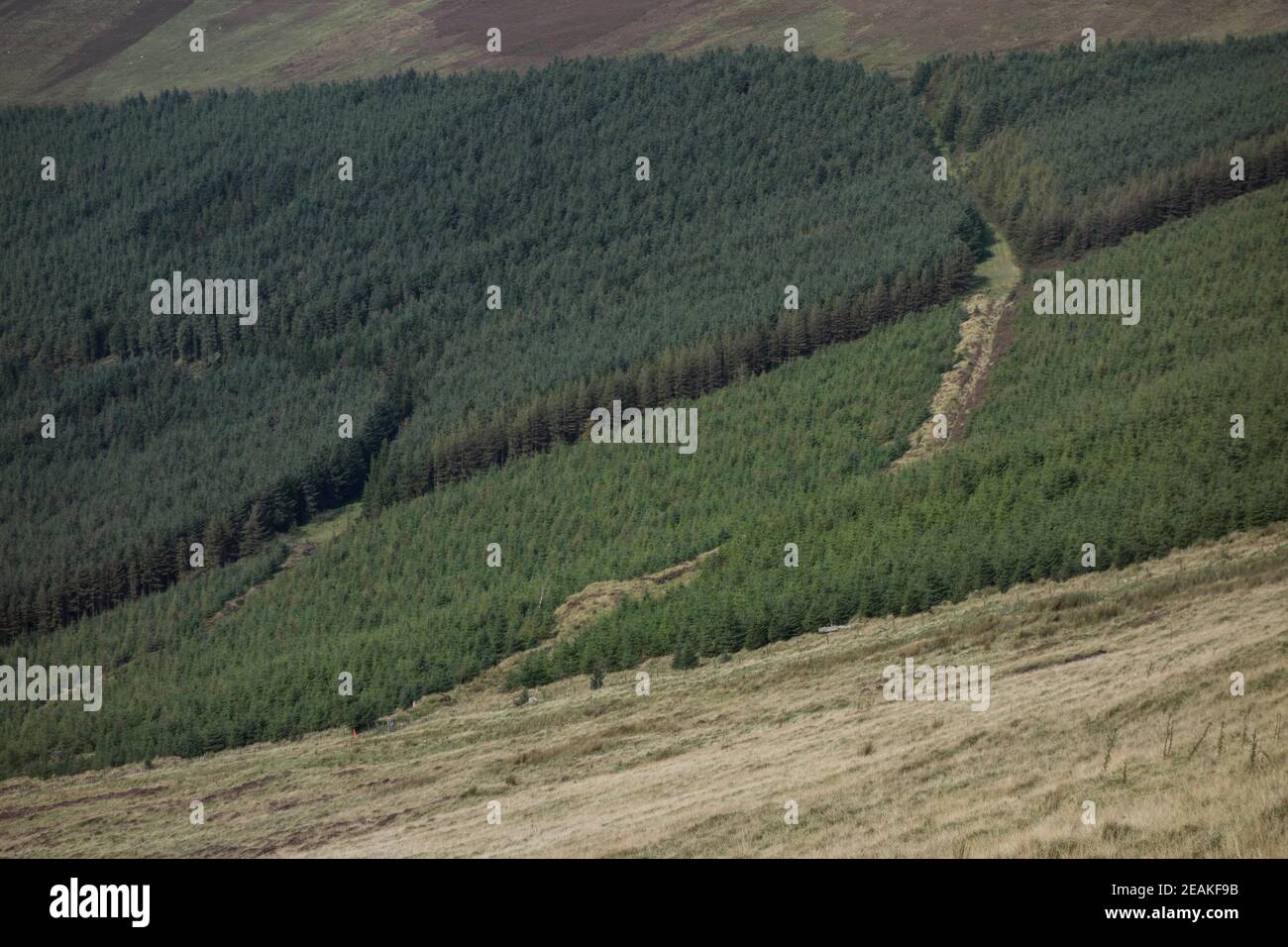 Afforestation and reforestation hi-res stock photography and images - Alamy