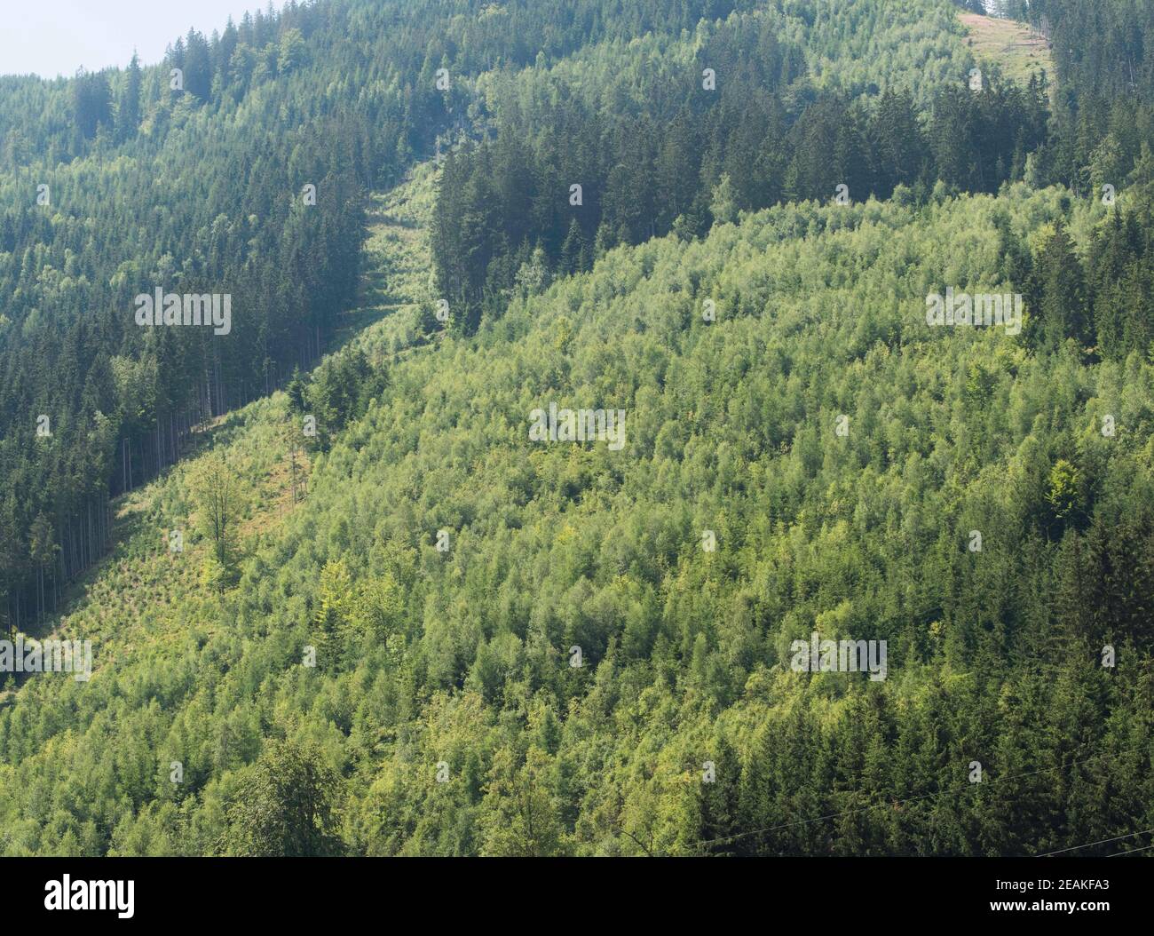 Afforestation and reforestation hi-res stock photography and images - Alamy