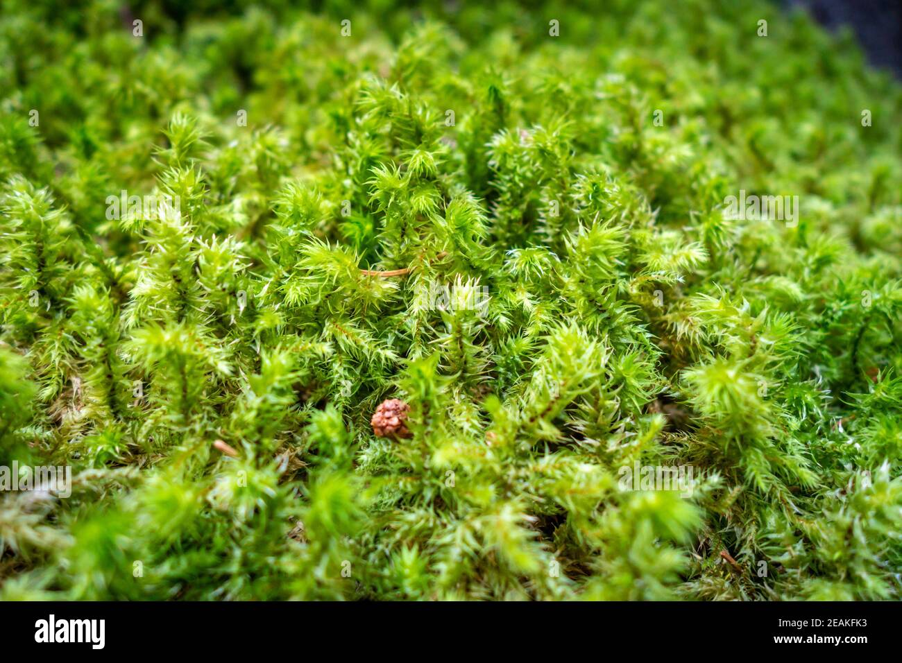 French alps moss hi-res stock photography and images - Alamy