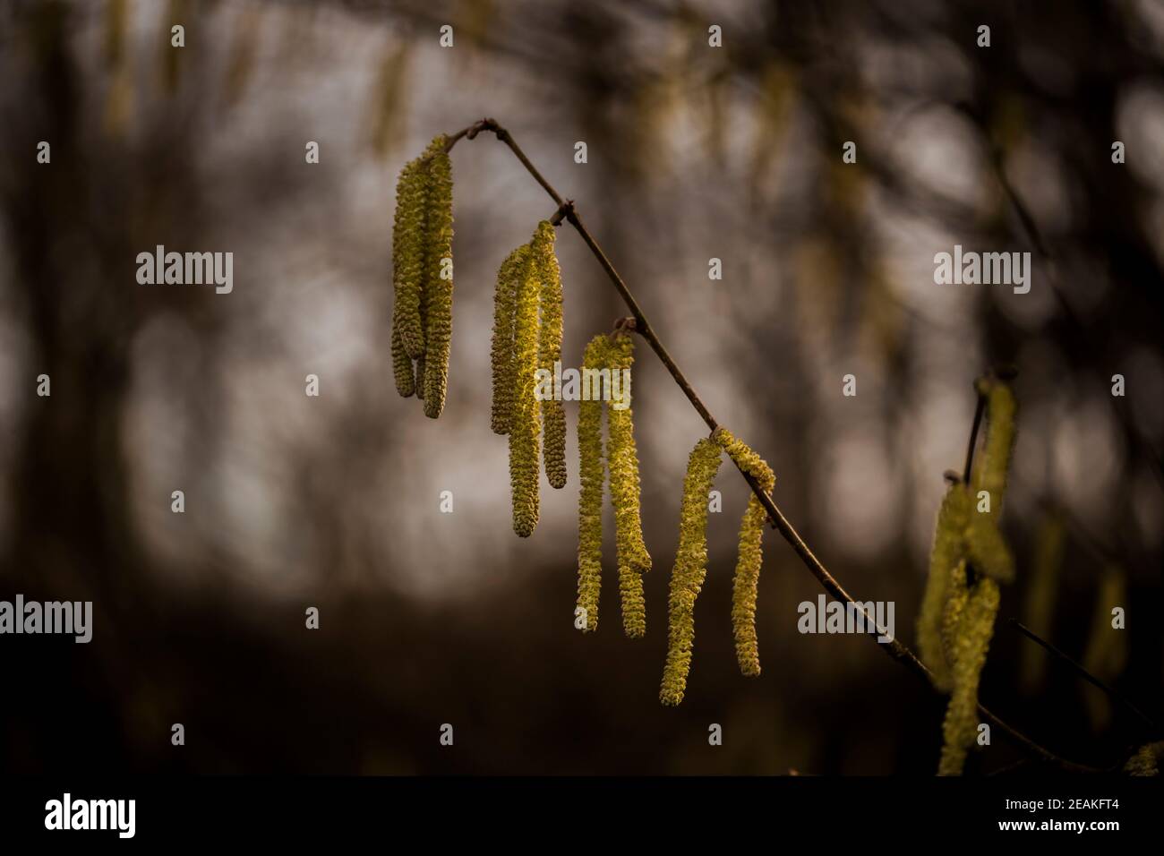Hazel bloom hi-res stock photography and images - Alamy