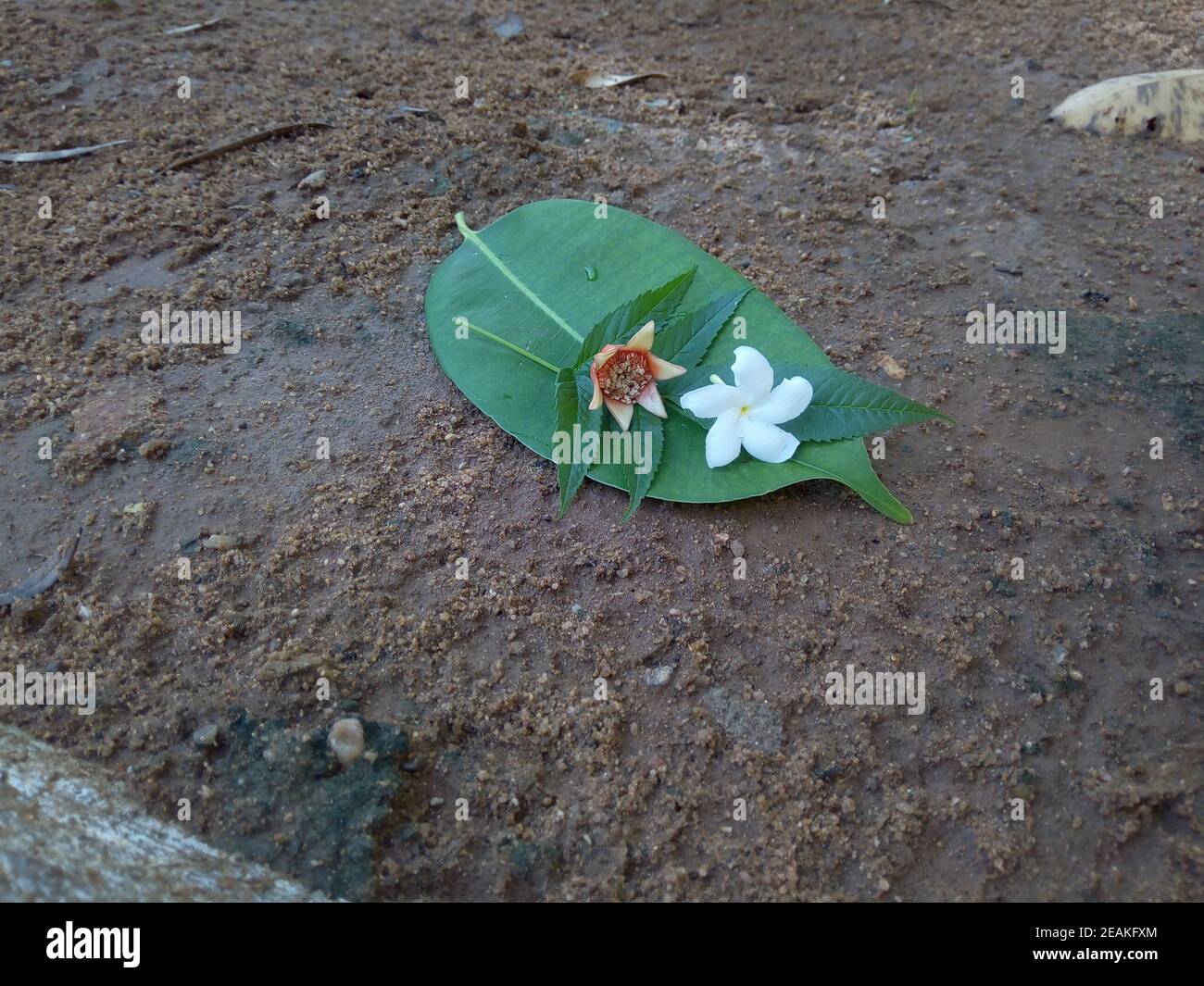 Leaf on flowers on the gardens Stock Photo - Alamy