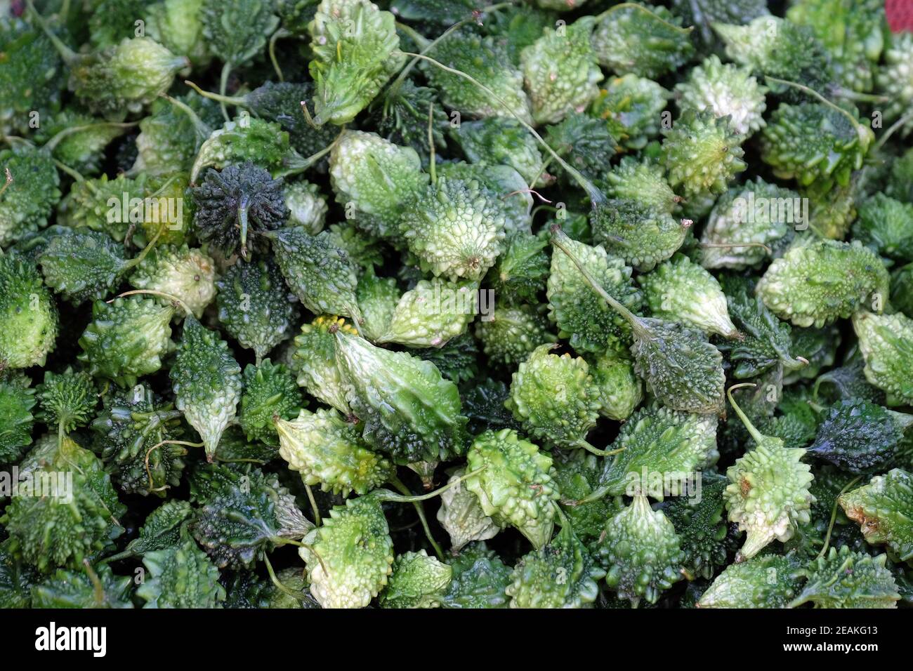 Karela Vegetables at Kumrokhali Market, West Bengal, India Stock Photo ...