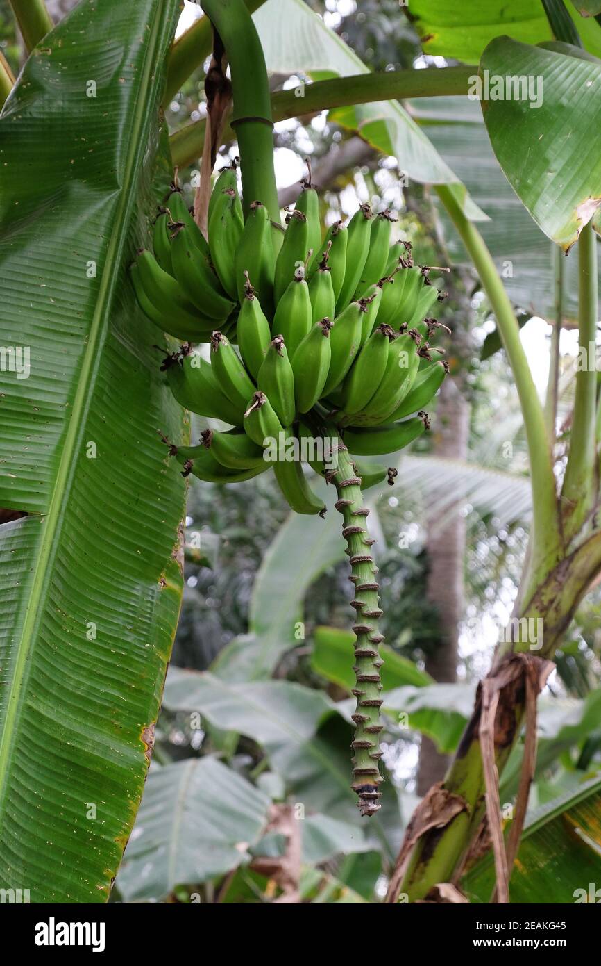 Banana tree with a bunch of bananas in Kumrokhali, West Bengal, India ...