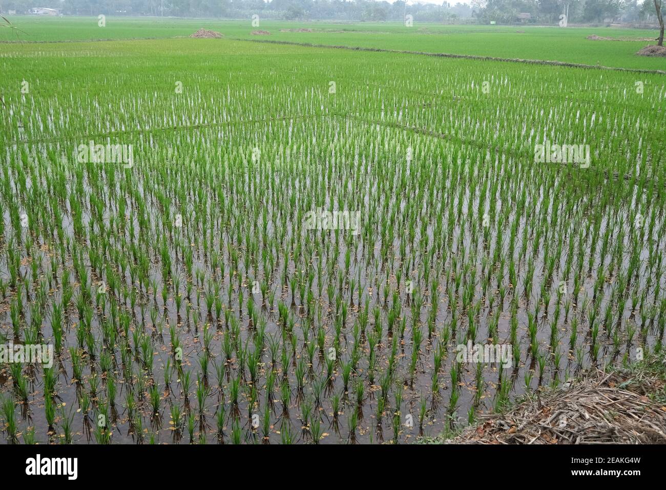 Green rice field in West Bengal, India Stock Photo - Alamy
