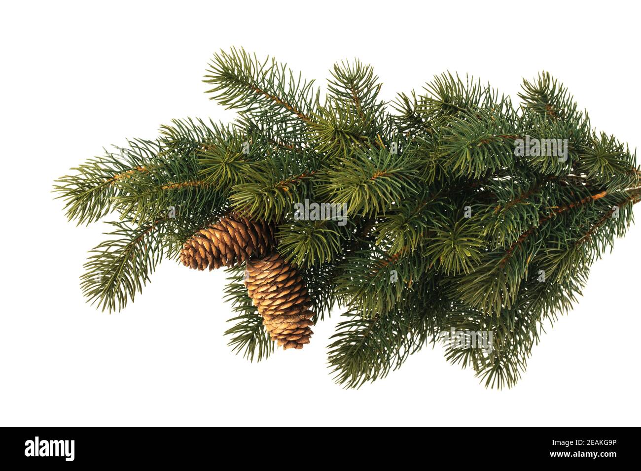 Fir branch pine needles hi-res stock photography and images - Alamy