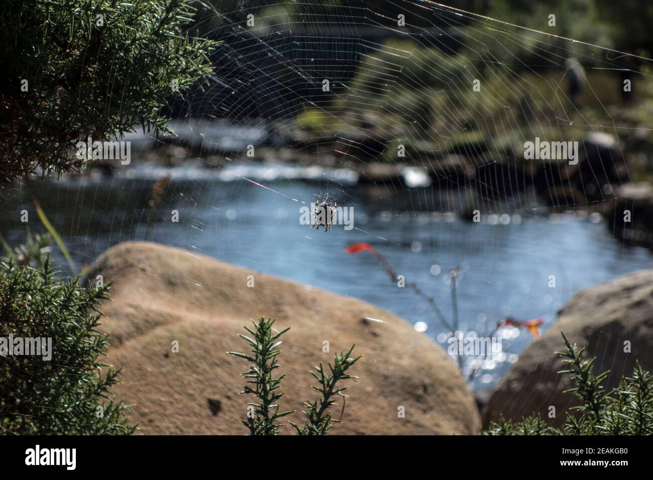 Spider infestation hi-res stock photography and images - Alamy