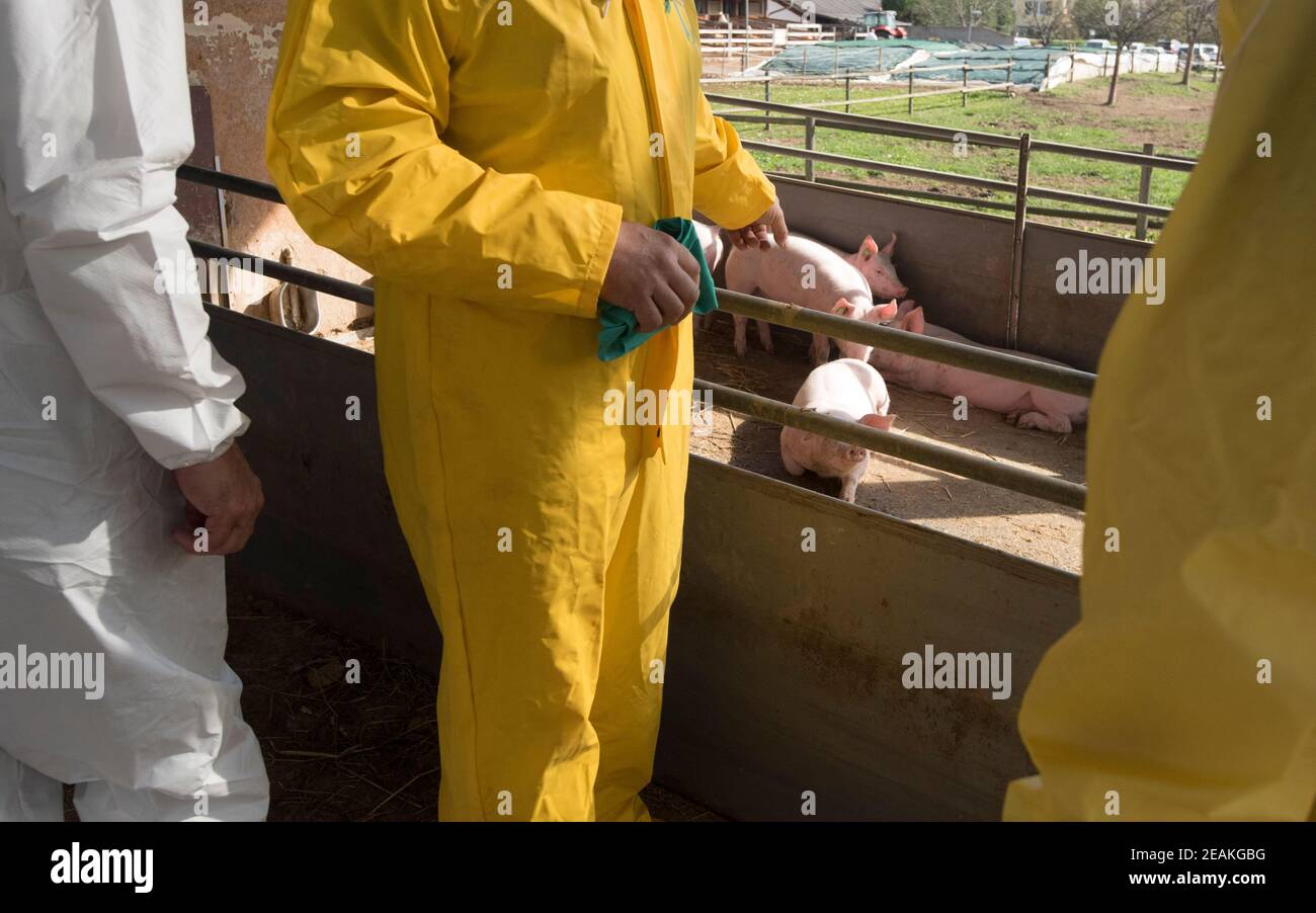 Swine fever hi-res stock photography and images - Alamy