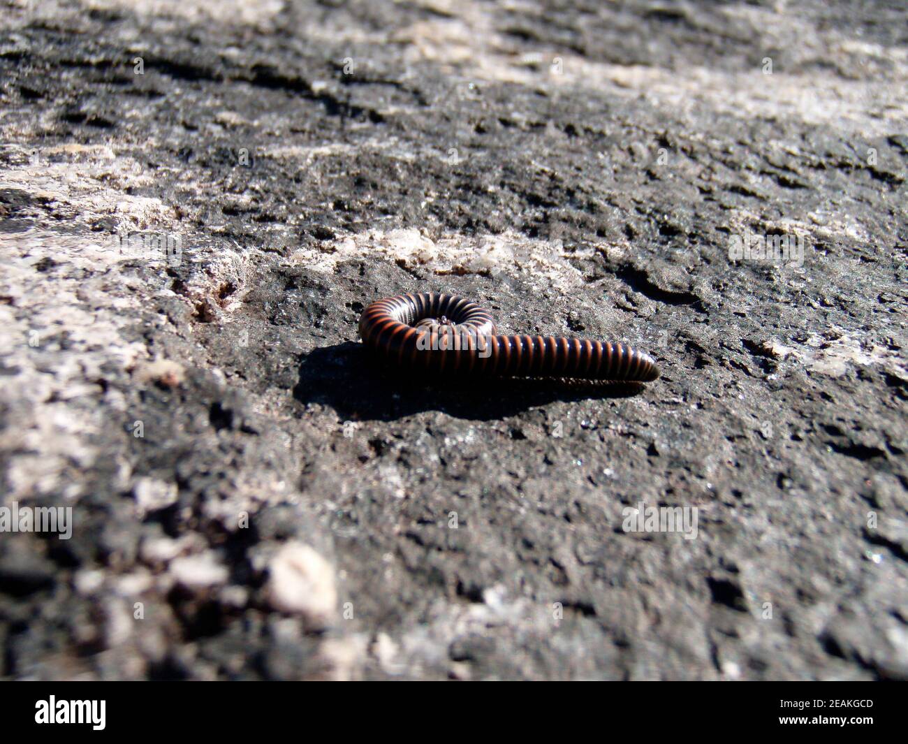 Centipedes and millipedes hi-res stock photography and images - Alamy