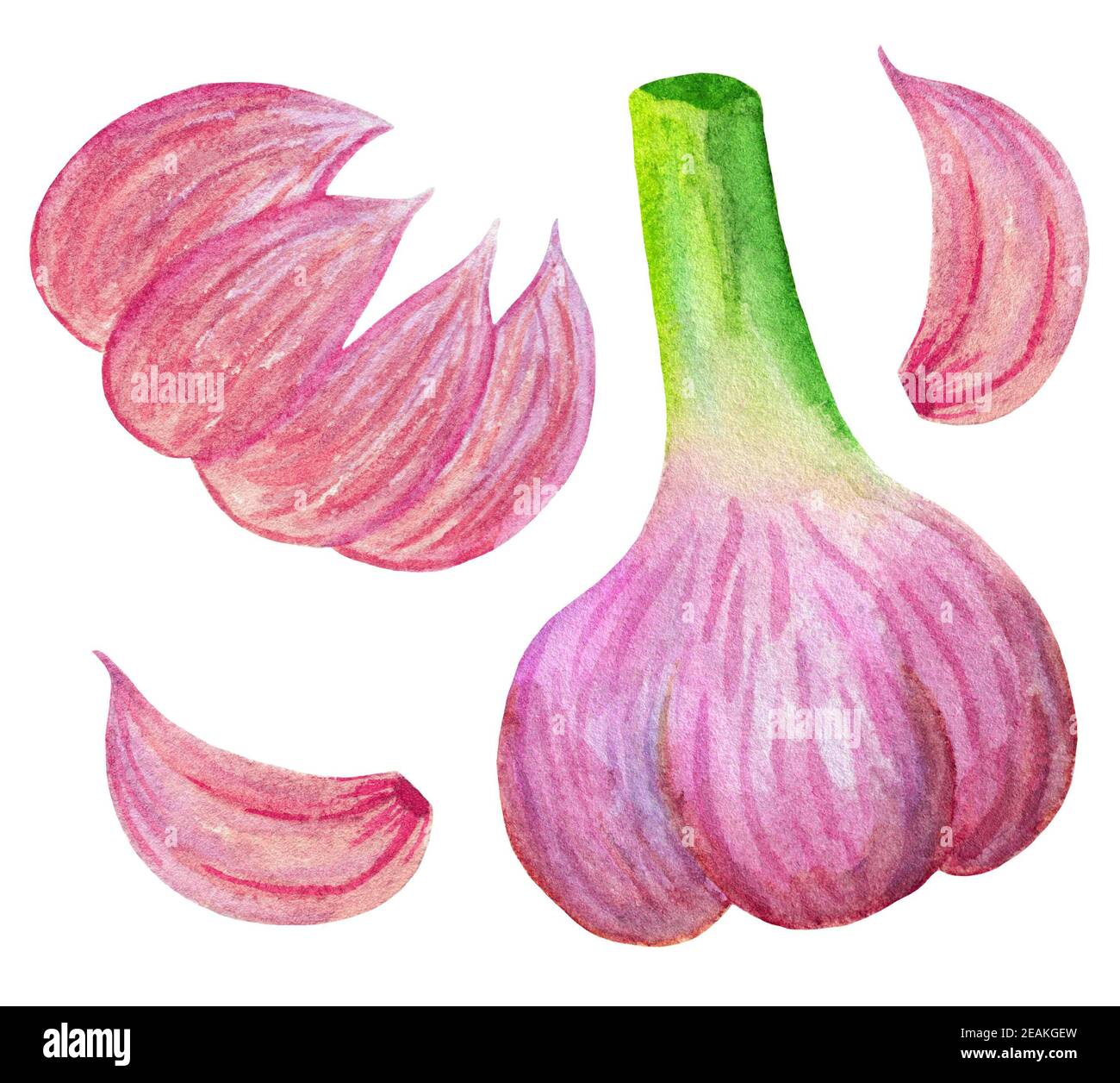 Nice garlic bulb isolated on white background Stock Photo - Alamy