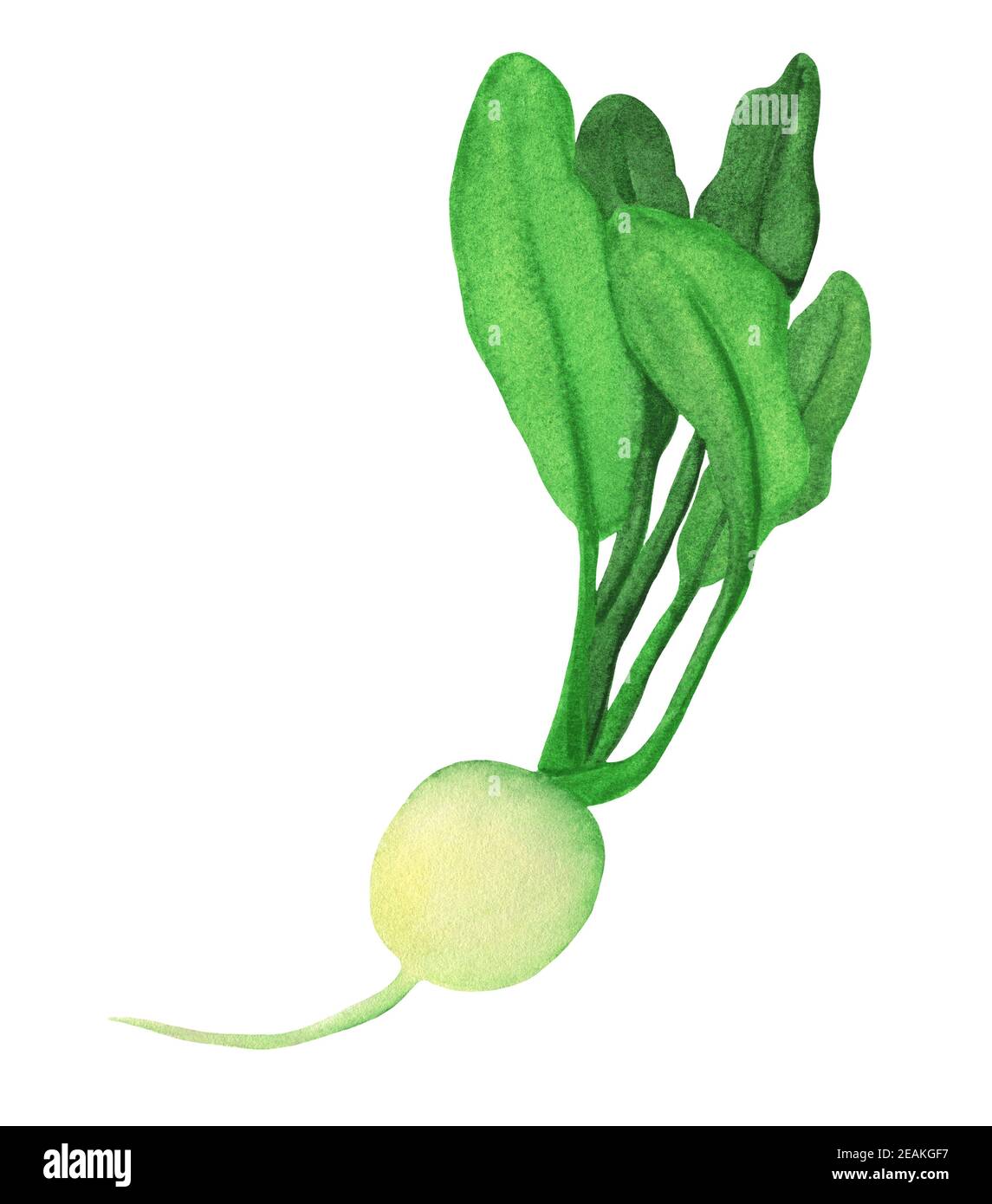 White daikon with green haulm isolated on white background Stock Photo ...