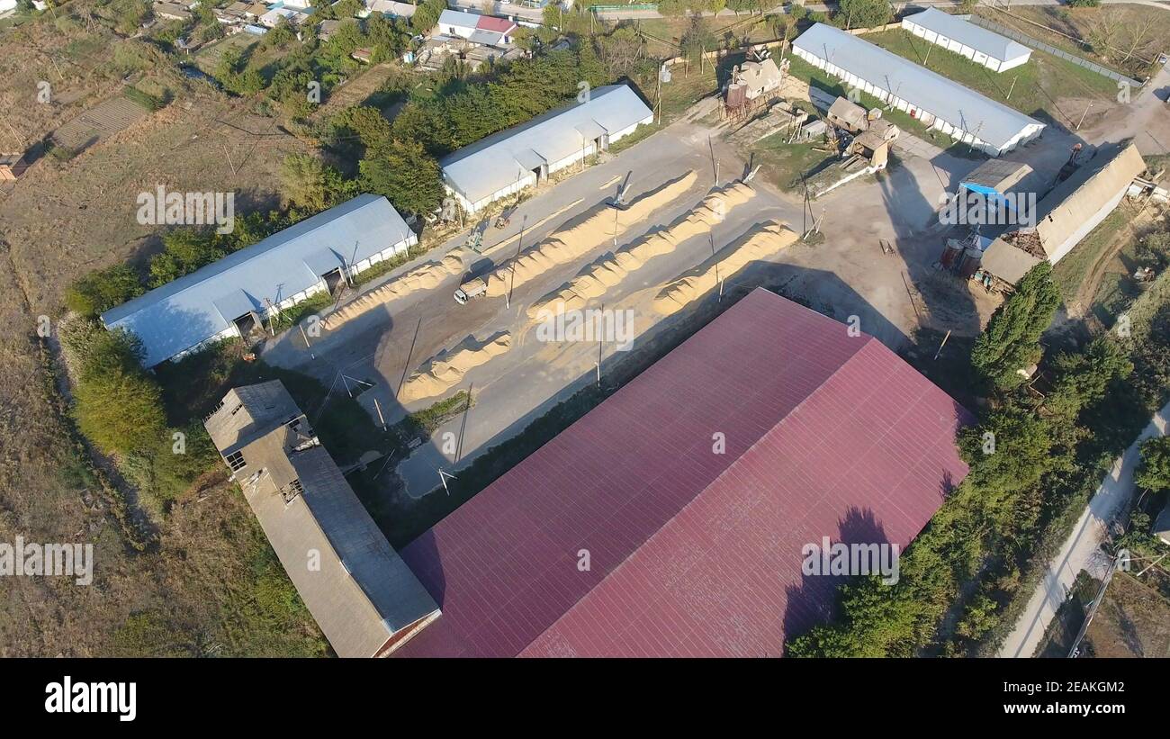 Hangar for storage of grain. A platform for drying and sintering grain ...