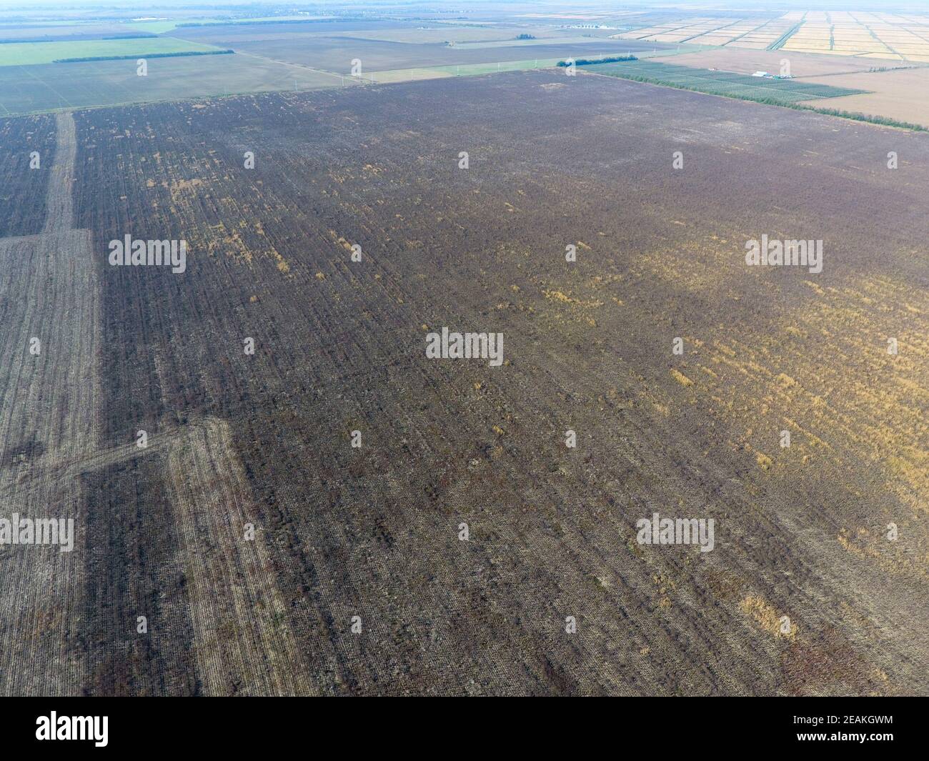 Dead weeds hi-res stock photography and images - Alamy