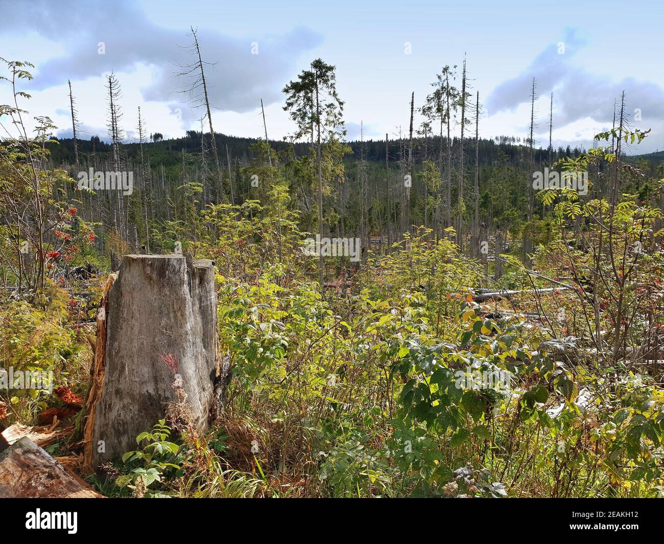 Fallen trees in storm damage hi-res stock photography and images - Alamy