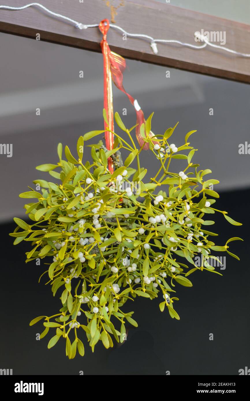 Mistletoe Plant High Resolution Stock Photography and Images - Alamy