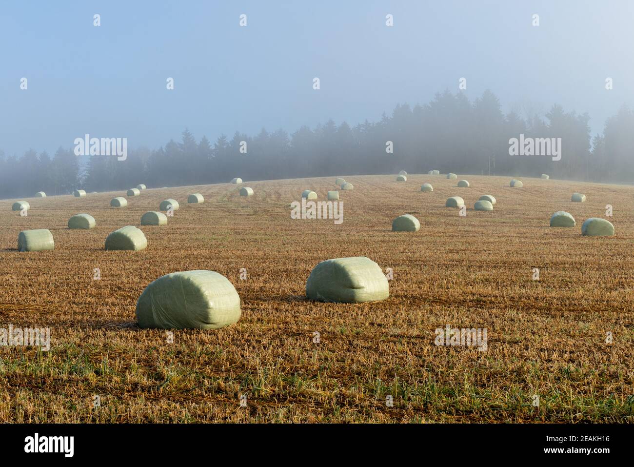 Forest straw hi-res stock photography and images - Alamy