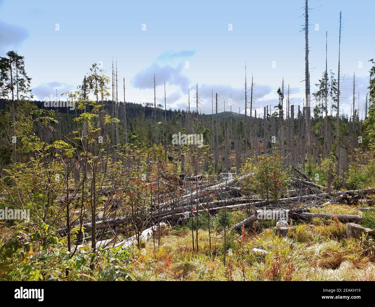 Hurricane trees destroyed hi-res stock photography and images - Alamy
