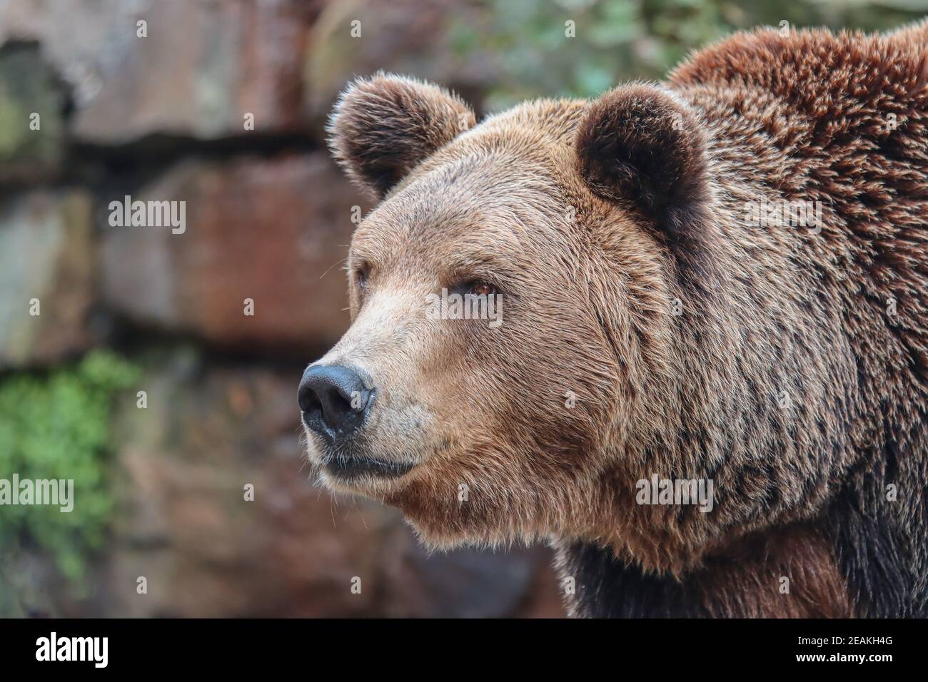 Portrait of an animal brown bear Stock Photo - Alamy