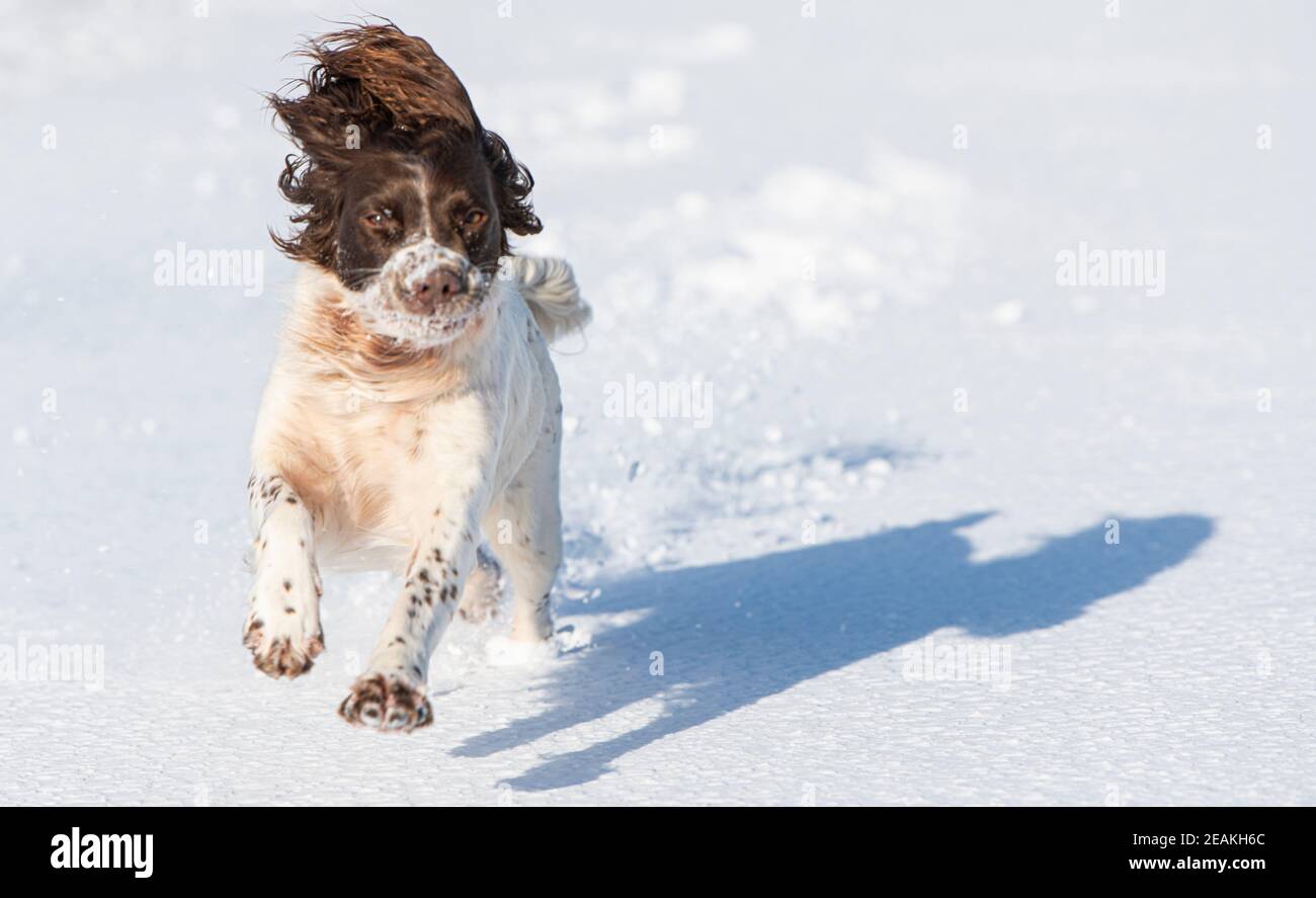 English Springer in the snow Stock Photo - Alamy