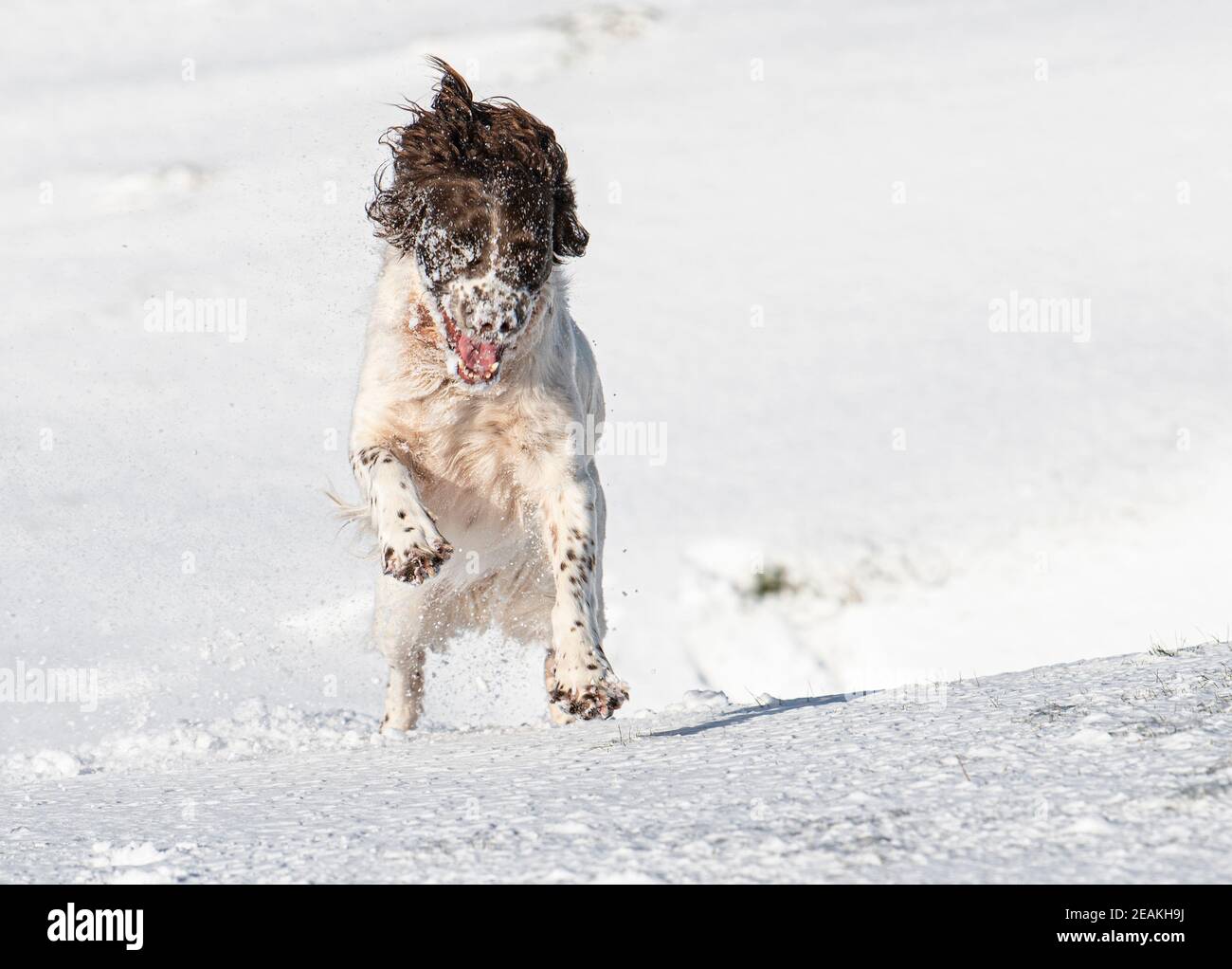 English Springer in the snow Stock Photo - Alamy