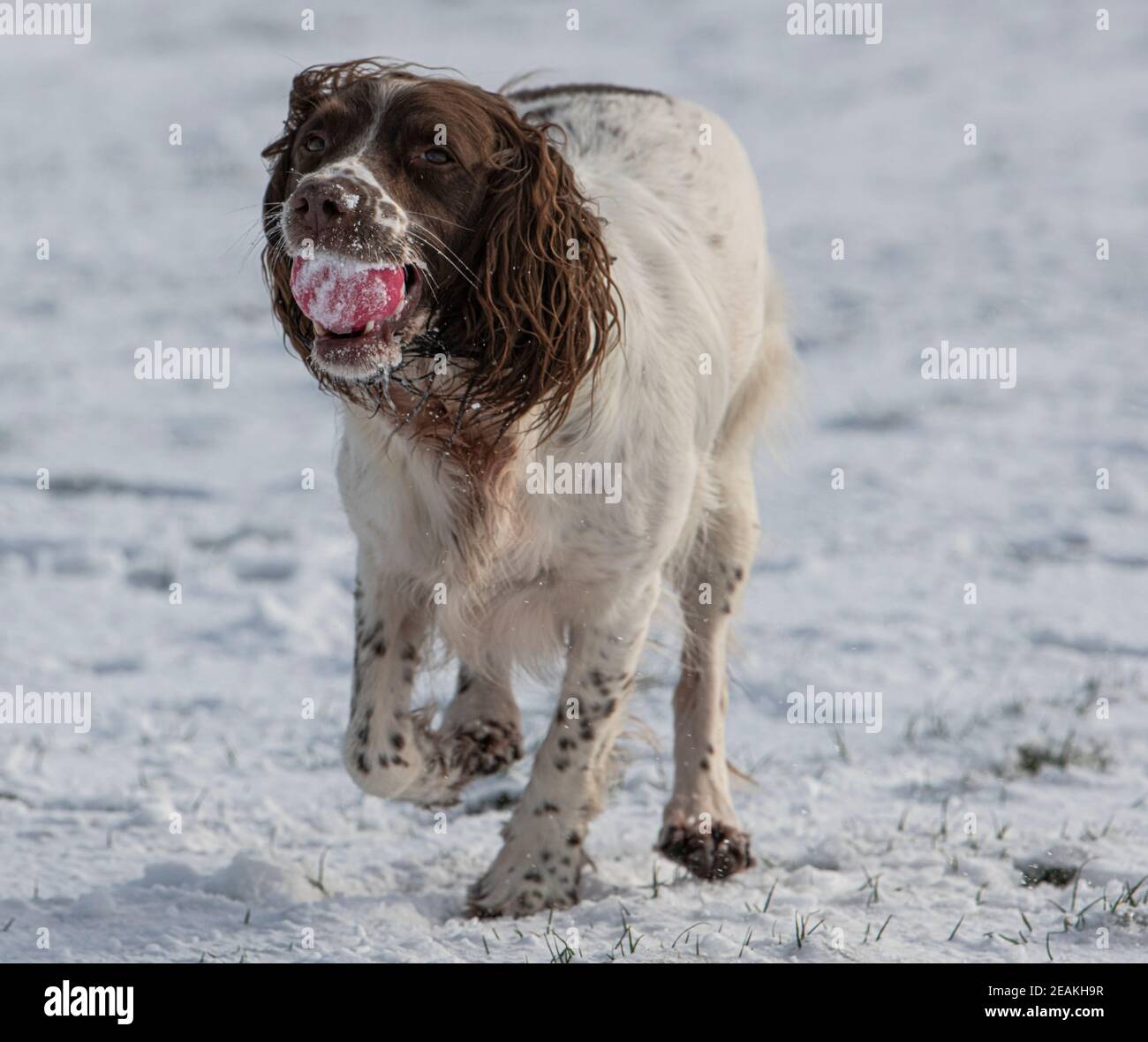 English Springer in the snow Stock Photo - Alamy
