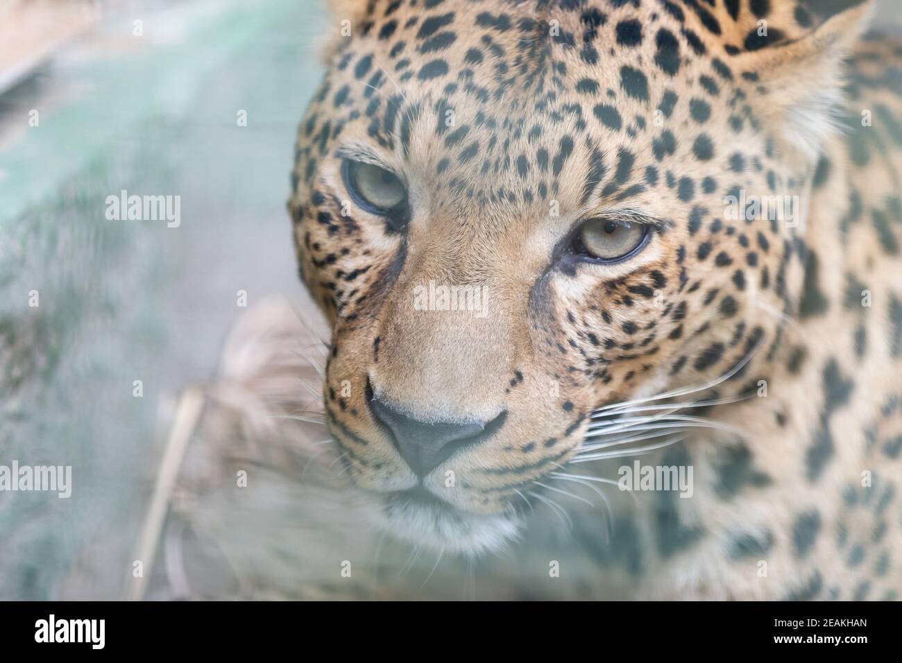 Face of tiger in cage, close-up Stock Photo - Alamy