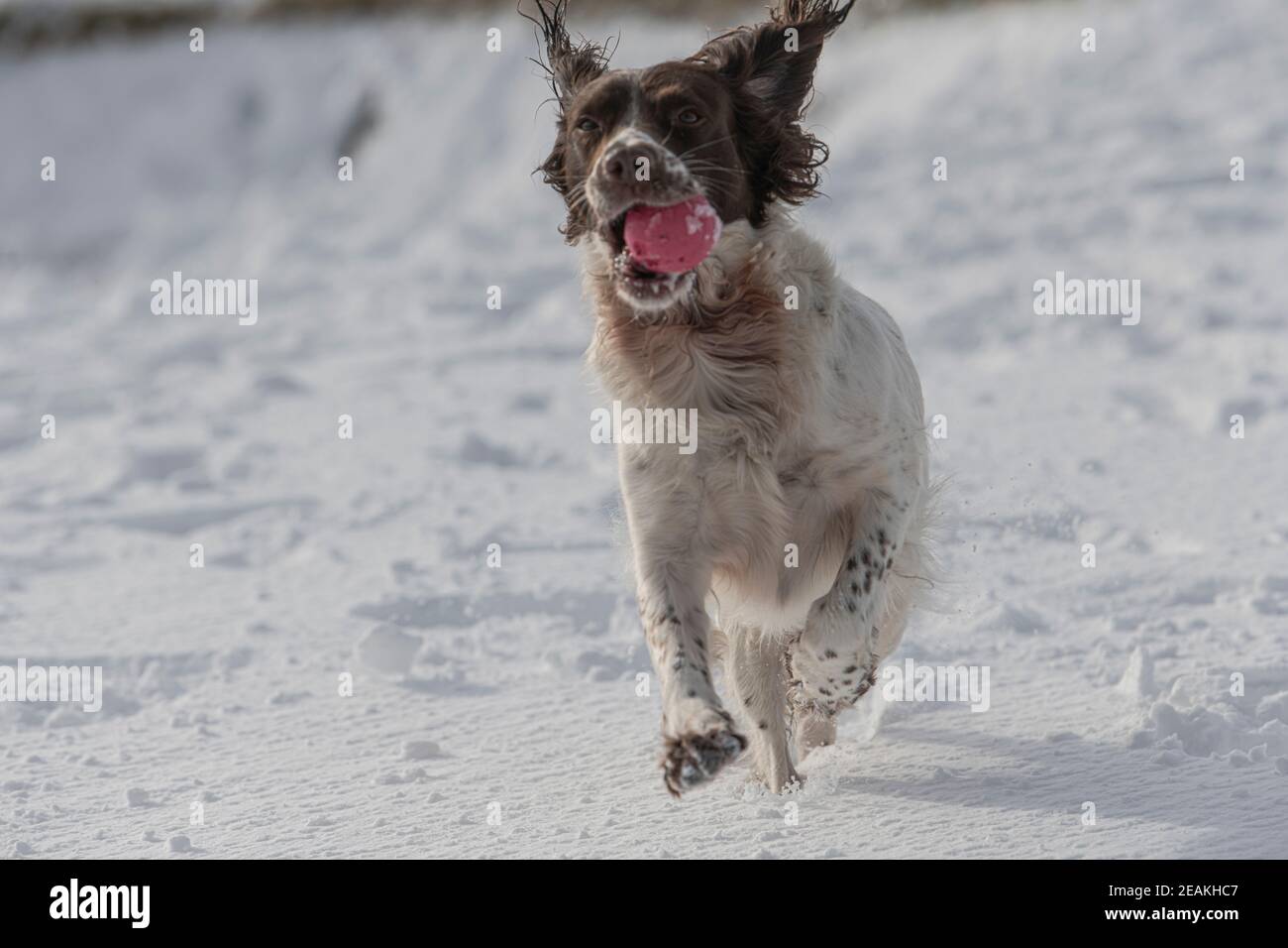 English Springer in the snow Stock Photo - Alamy
