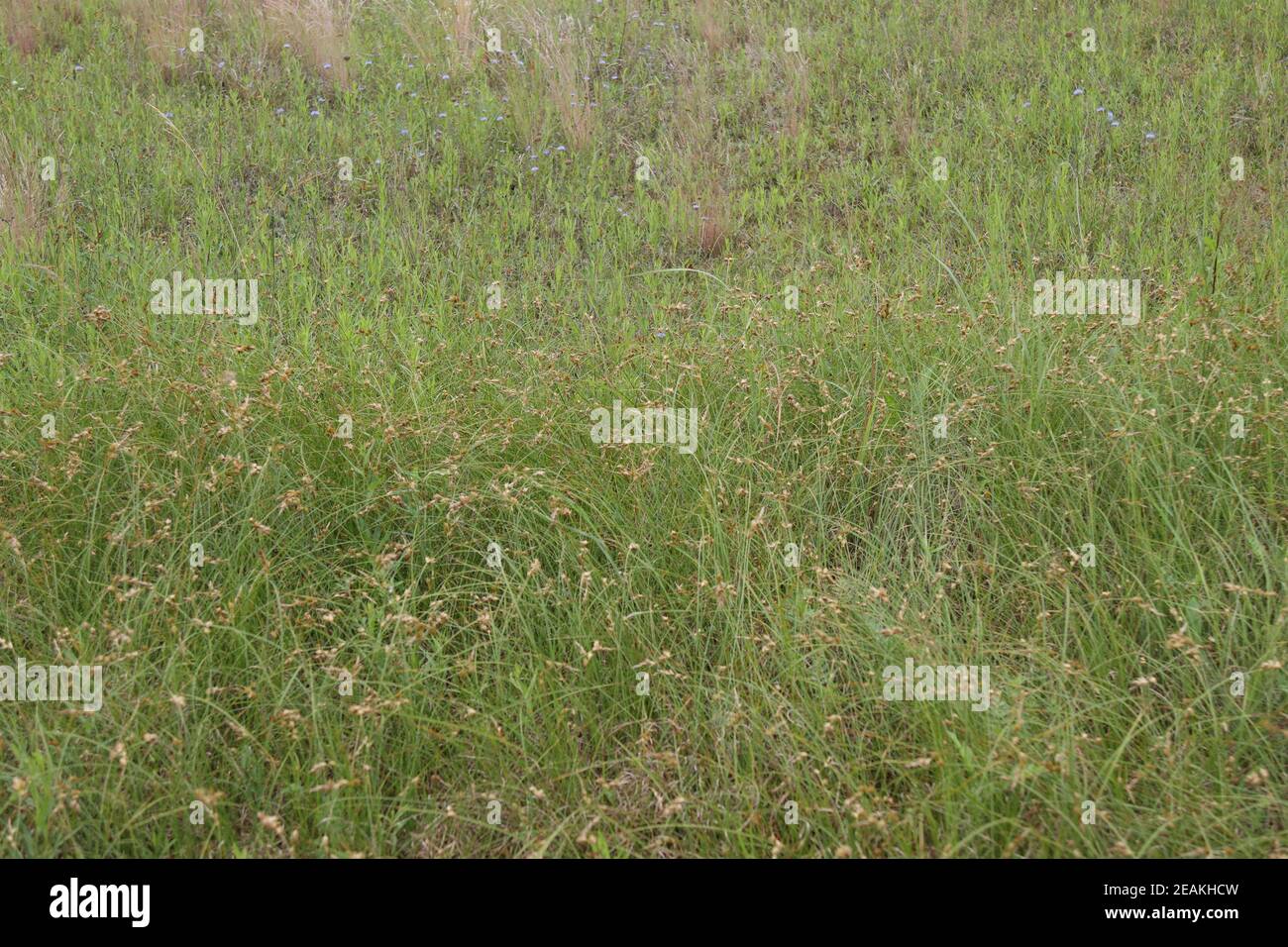 Vegetable herbal field background Stock Photo - Alamy