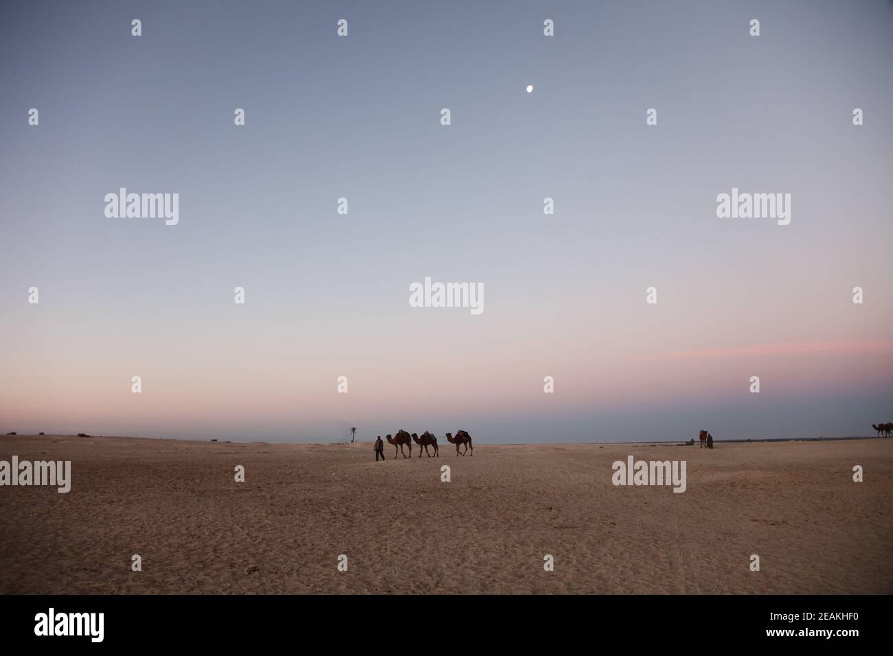 Morning in Sahara desert Stock Photo - Alamy