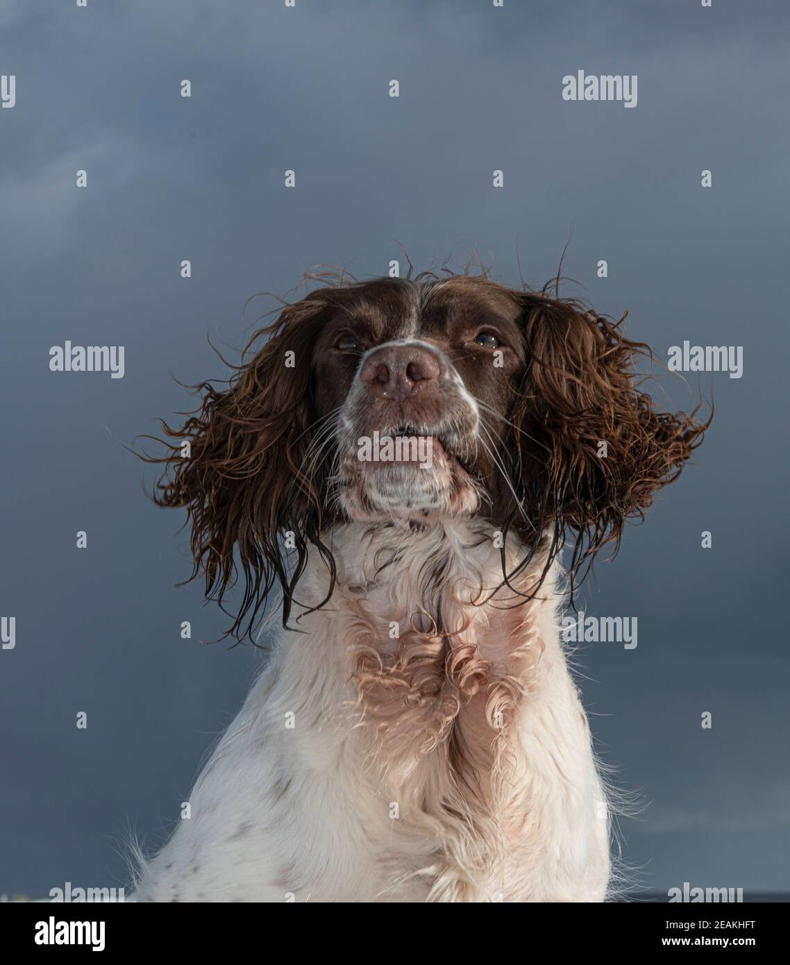 English Springer in the snow Stock Photo - Alamy