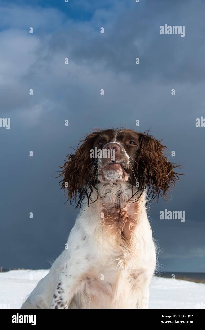 English Springer in the snow Stock Photo - Alamy