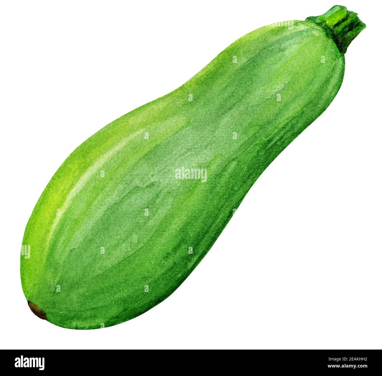 White zucchini squash hi-res stock photography and images - Alamy