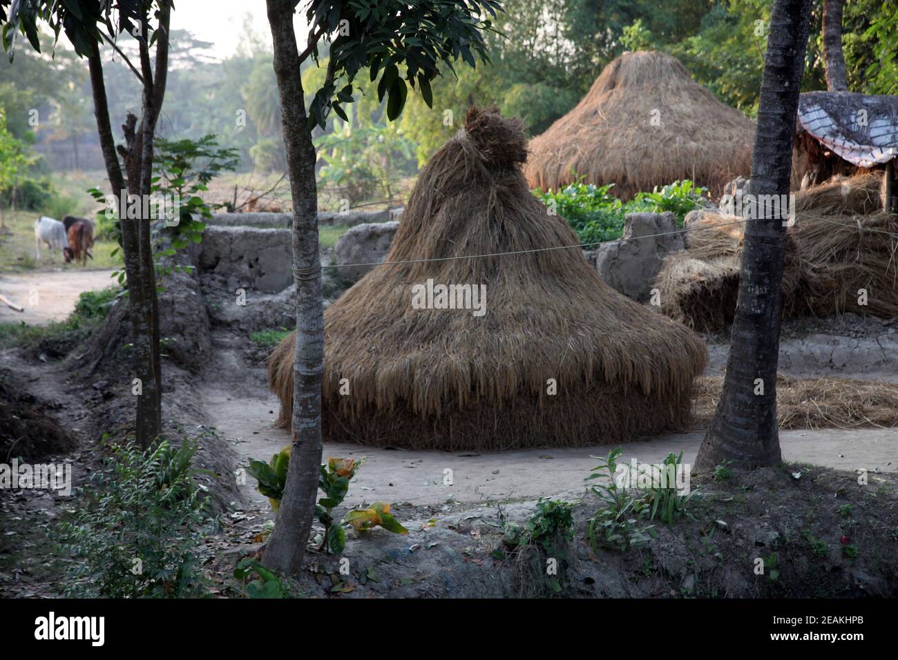 Bengali village Baidyapur, India Stock Photo - Alamy