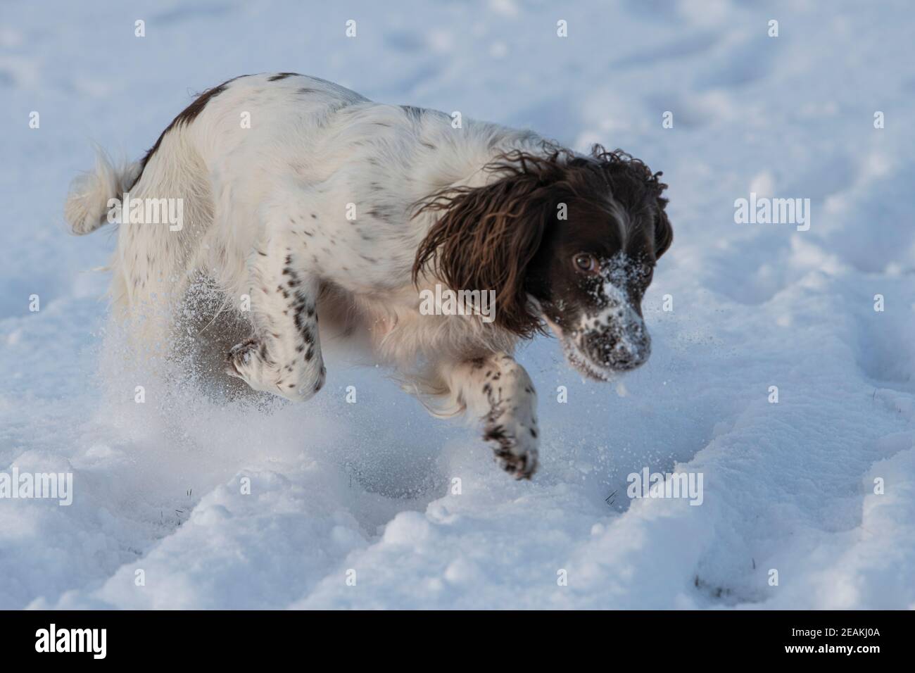 English Springer in the snow Stock Photo - Alamy