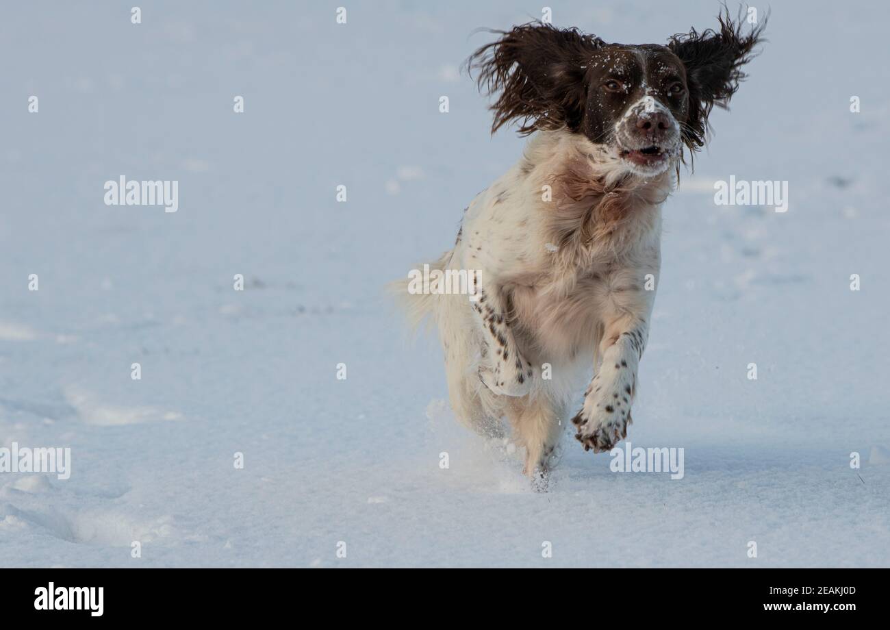 English Springer in the snow Stock Photo - Alamy