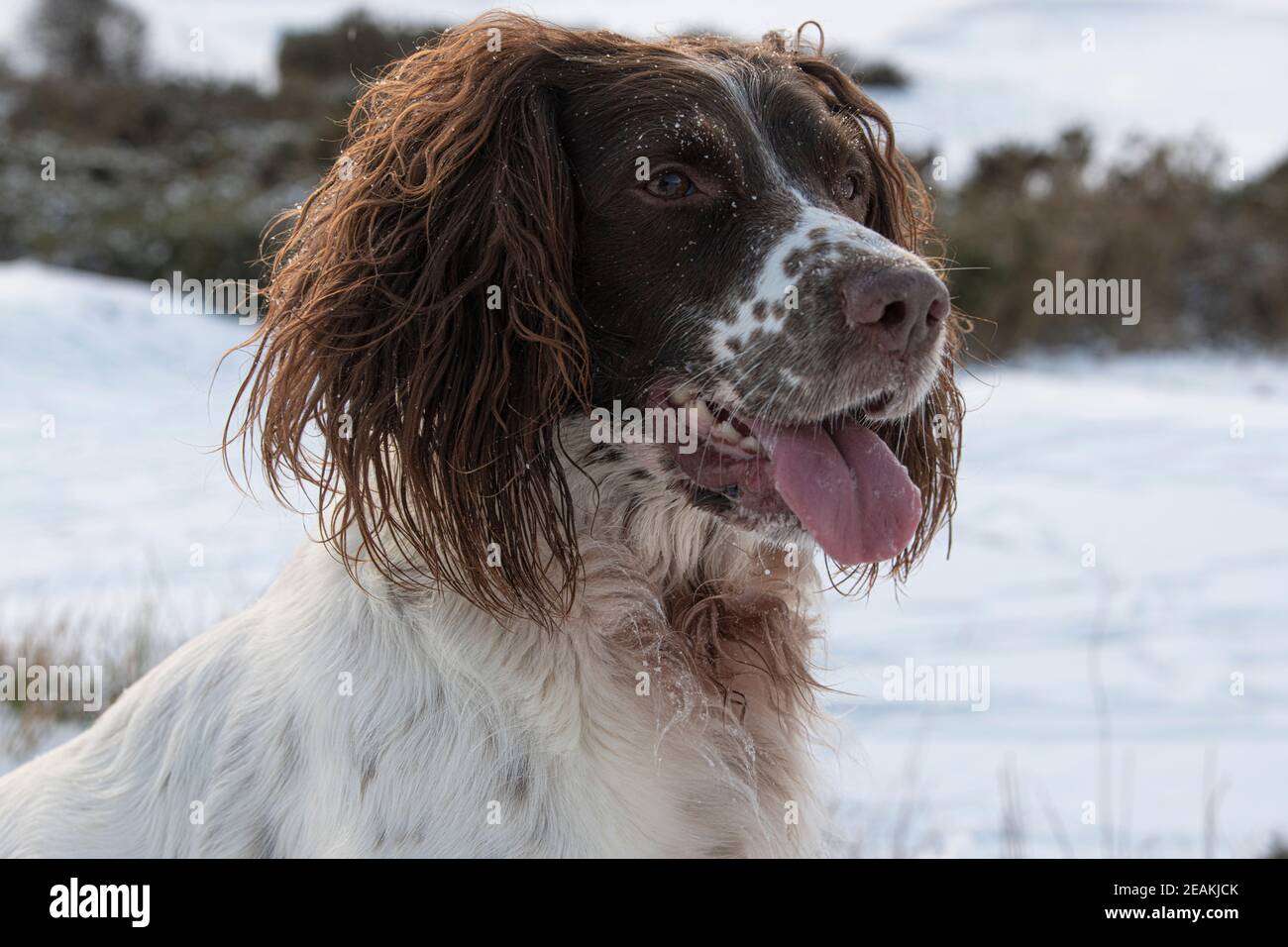 English Springer in the snow Stock Photo - Alamy