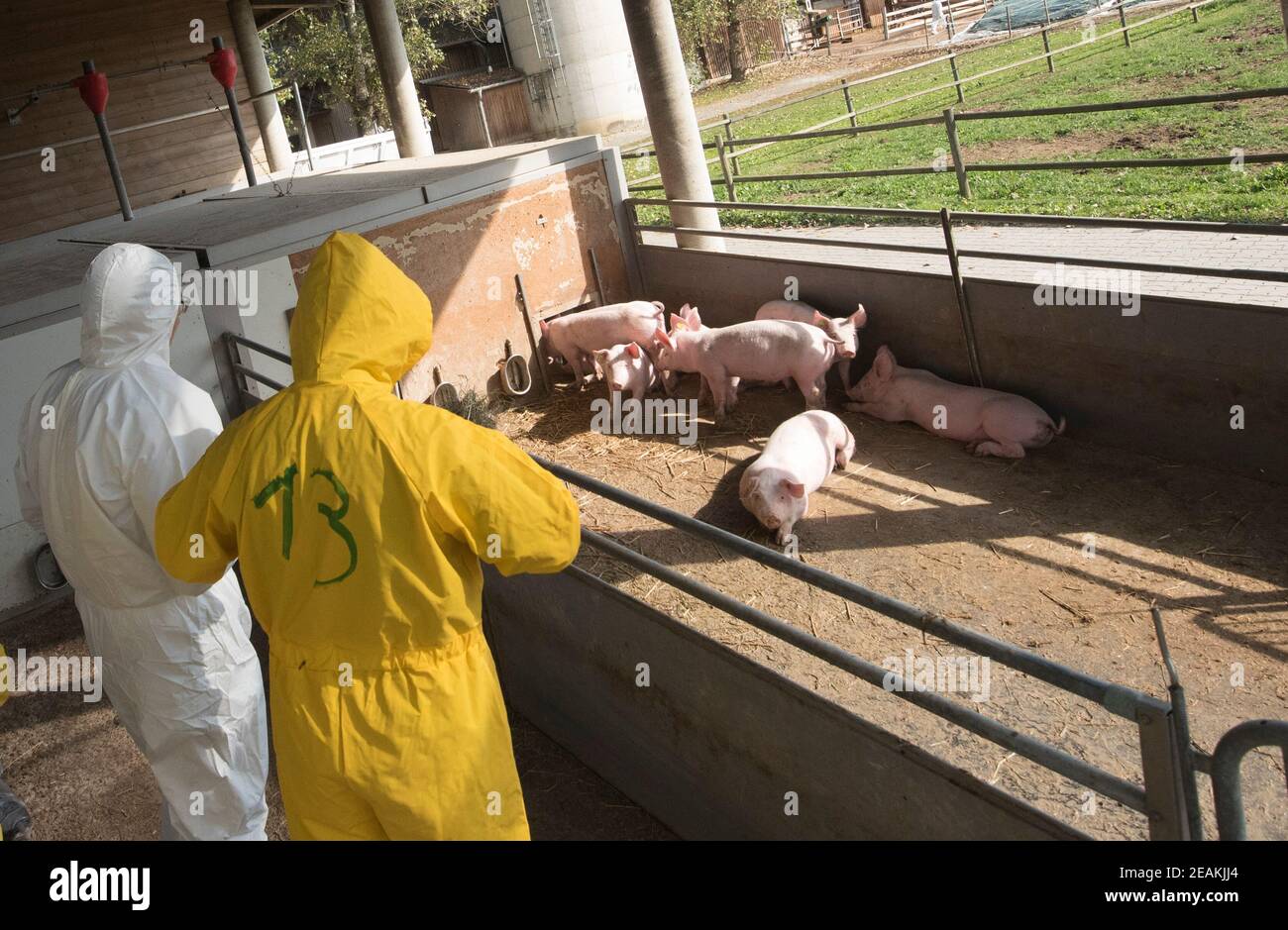 Swine Fever High Resolution Stock Photography and Images - Alamy