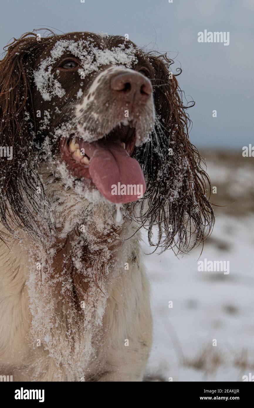 English Springer in the snow Stock Photo - Alamy