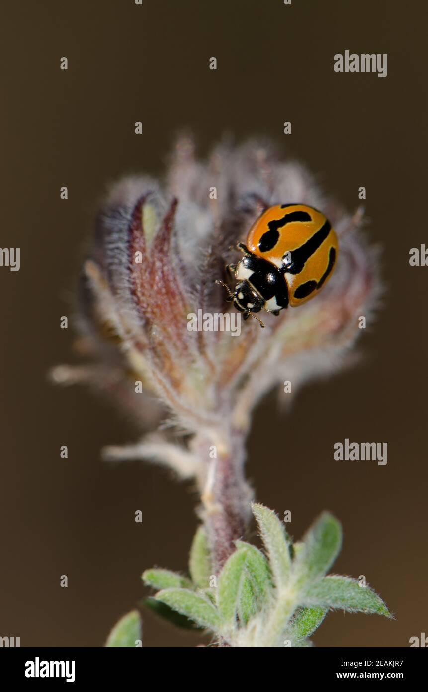 Miranda Flower High Resolution Stock Photography and Images - Alamy