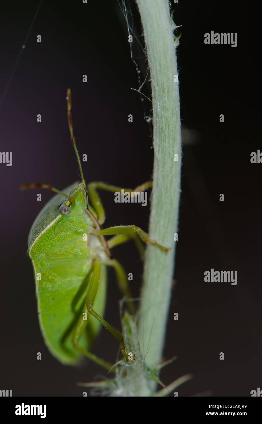 Southern green shield bug Nezara viridula on a stem Stock Photo - Alamy