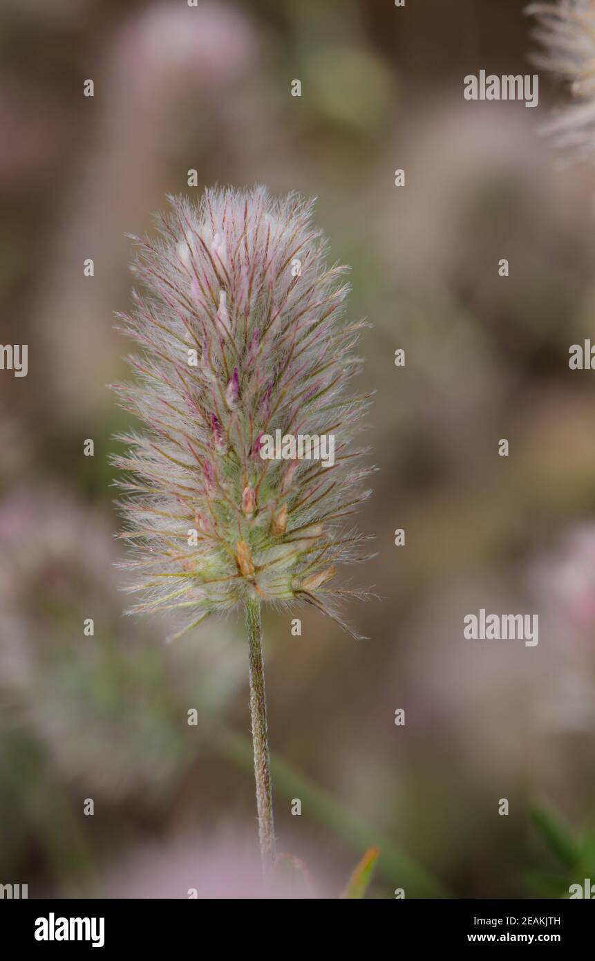 Detail of a flower of hare's-foot clover Trifolium arvense Stock Photo ...